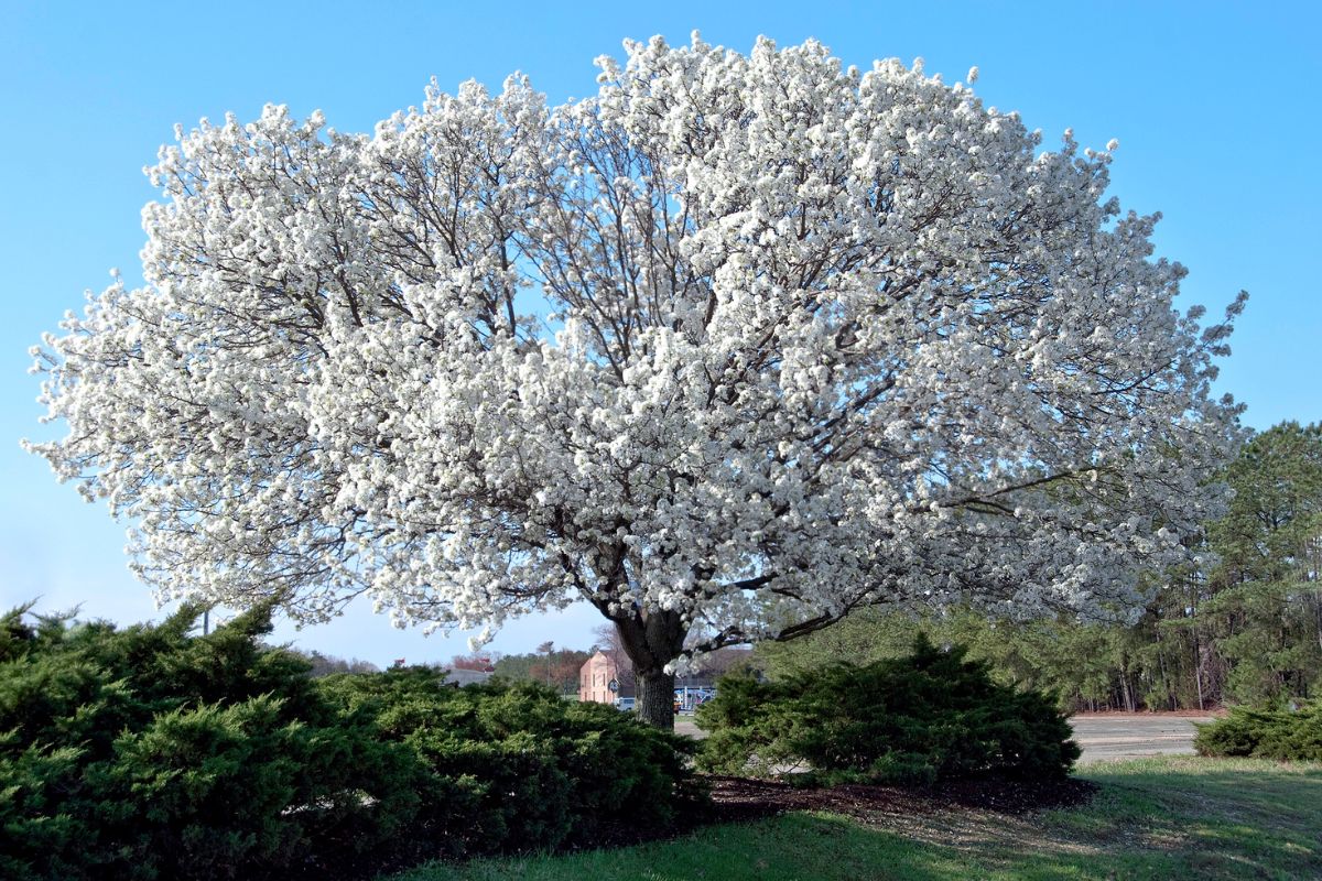 10 Brilliant Trees Perfect for Alabama's Climate