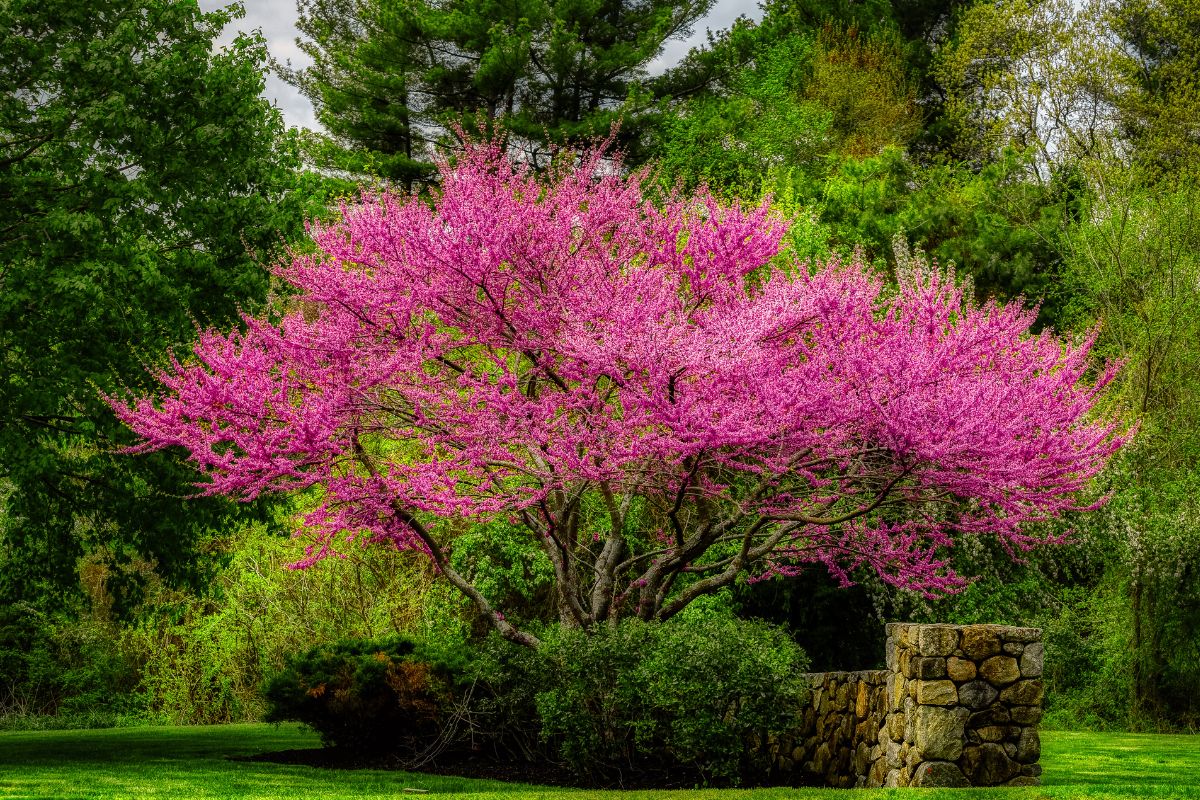 These 10 Trees are Ideal for Utah's Climate and Landscapes