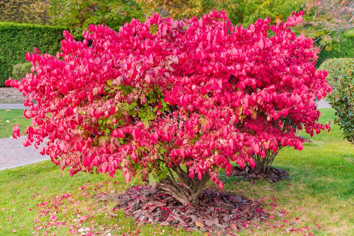 10 Low-Maintenance Shrubs Perfect for Michigan's Climate