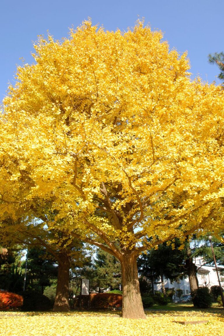 These 10 Trees are Ideal for Utah's Climate and Landscapes