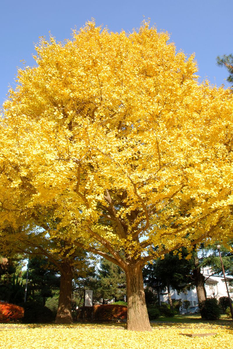 These 10 Trees are Ideal for Utah's Climate and Landscapes