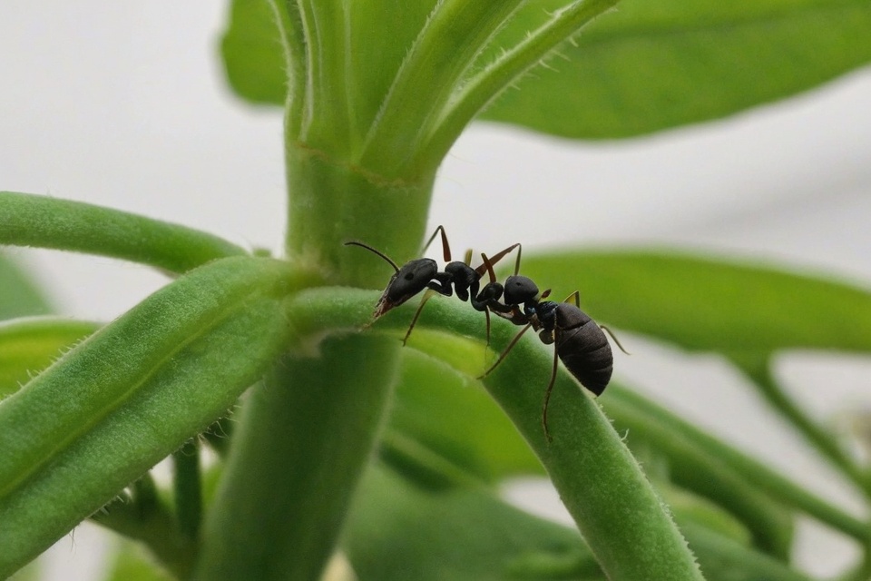 If You See These Ants Around Your Plants, You Should Deal With Them ...