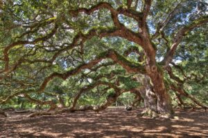 10 Brilliant Trees Perfect for Alabama's Climate