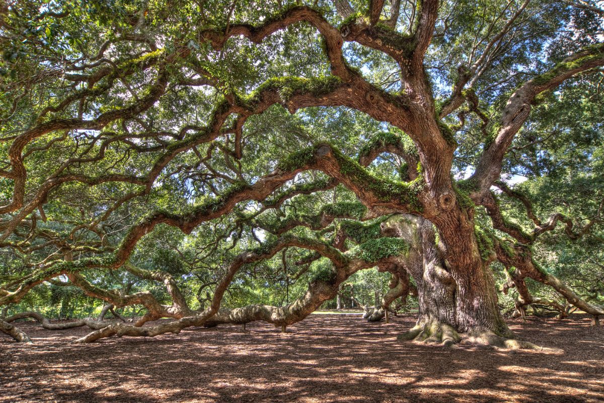 12 Fantastic Trees That Thrive In North Texas