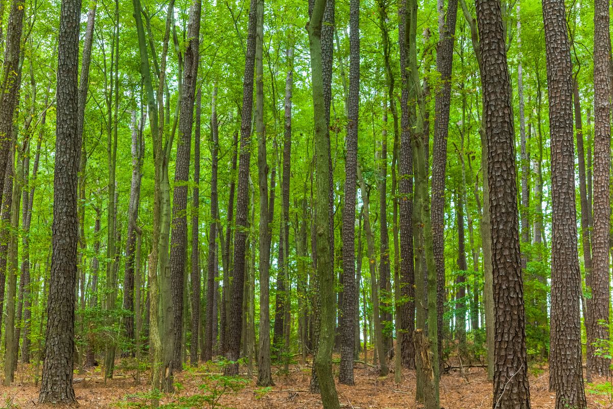 10 Brilliant Trees Perfect for Alabama's Climate