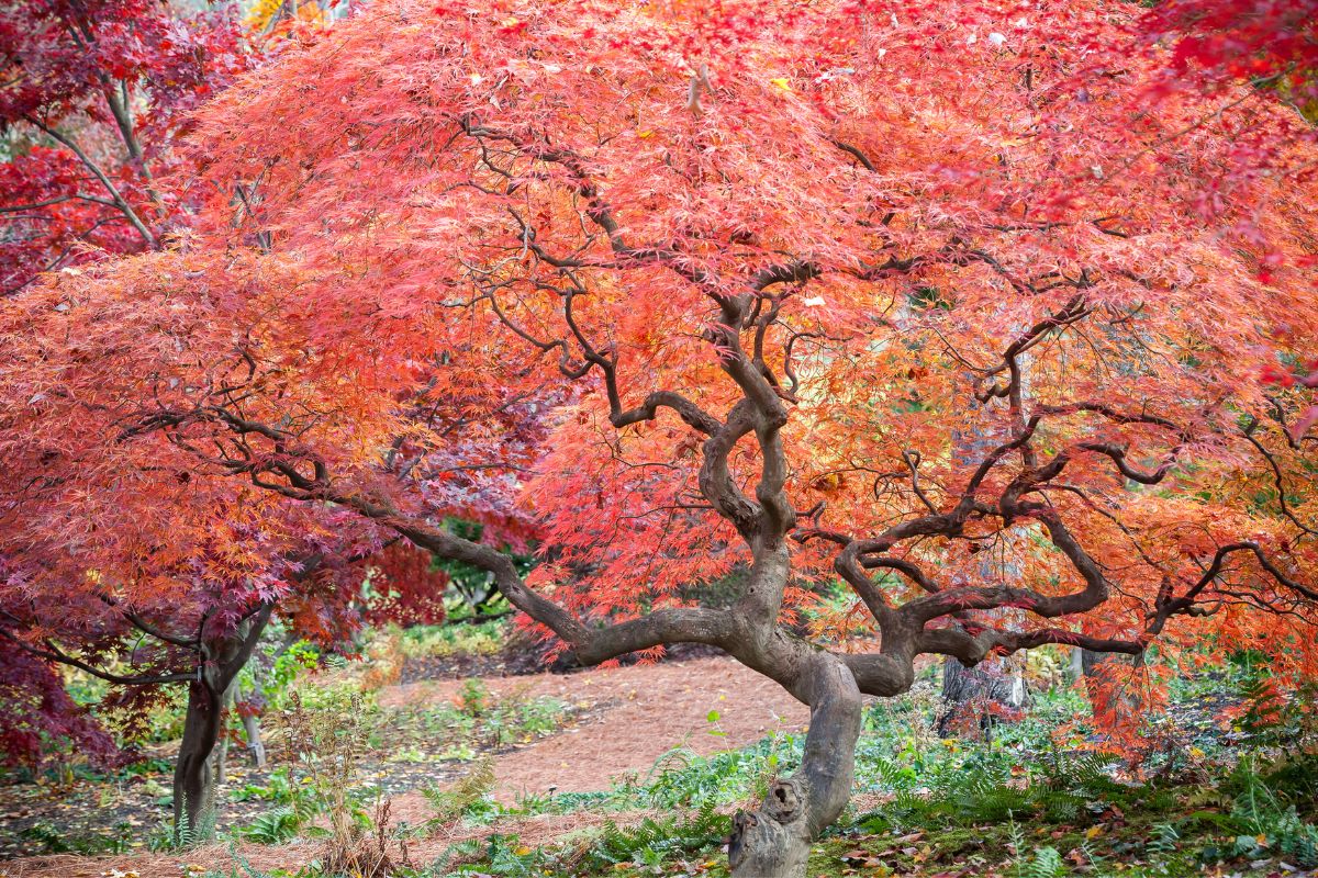 These 10 Trees are Ideal for Utah's Climate and Landscapes