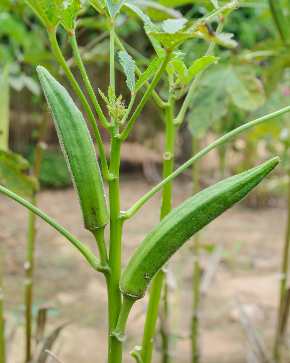 10 Best Vegetables To Grow In Texas