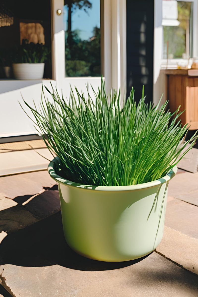 Position a Pot of Chives Near Your Front Door for This Unexpected Perk