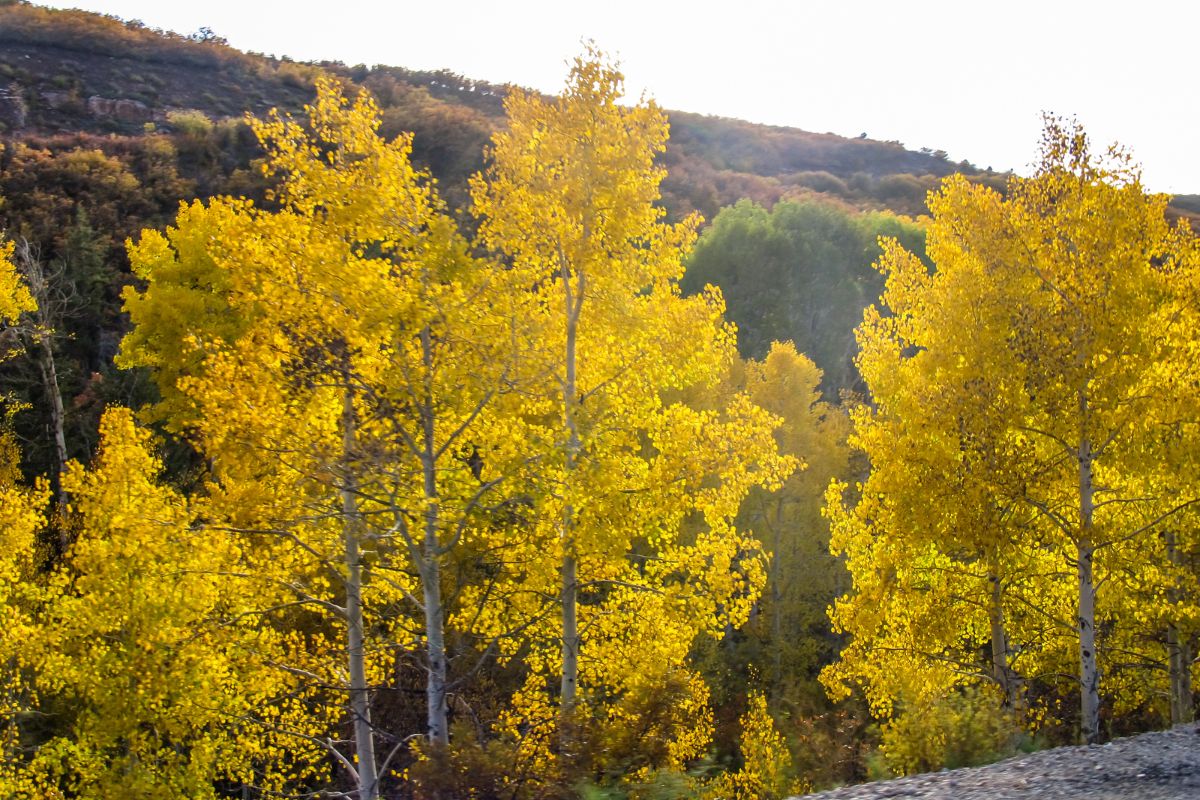 These 10 Trees are Ideal for Utah's Climate and Landscapes