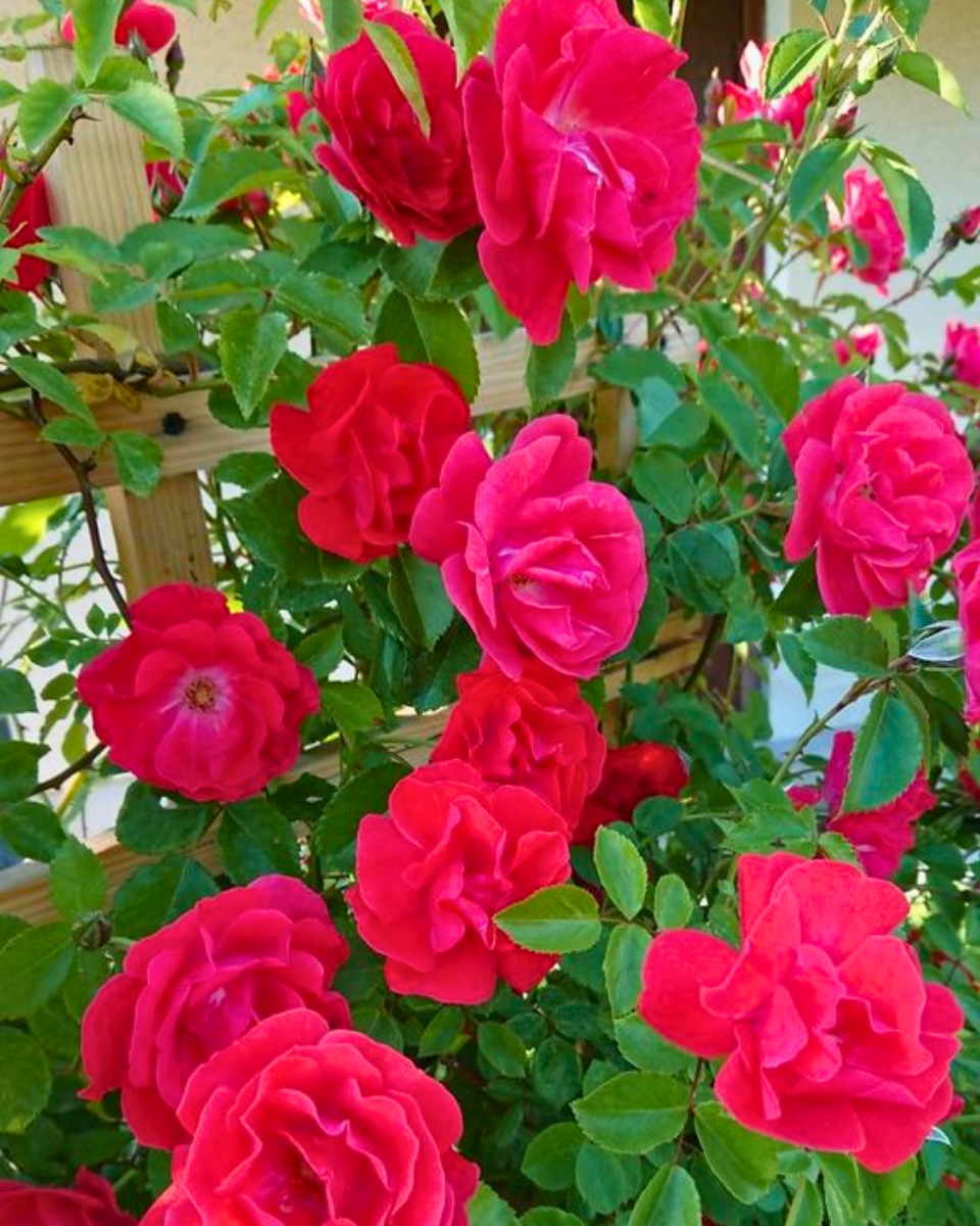 Try These 6 Tricks and Your Roses Will Thank You with Endless Flowers