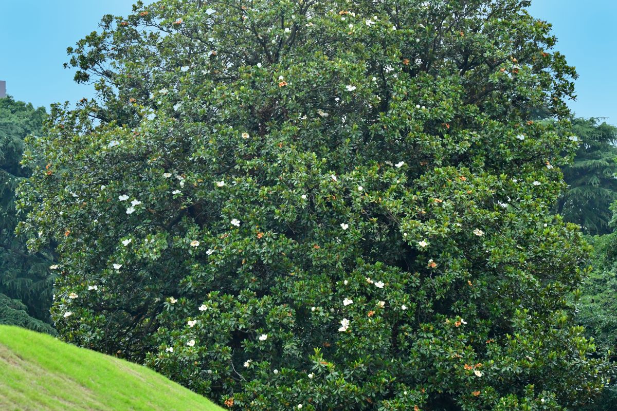 10 Brilliant Trees Perfect for Alabama's Climate