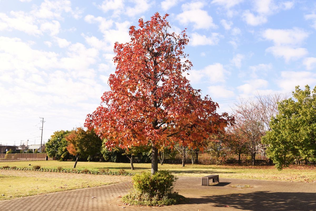 10 Brilliant Trees Perfect for Alabama's Climate