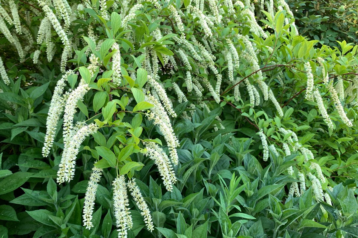 10 Moisture-Tolerant Shrubs That Thrive in Wet Soil