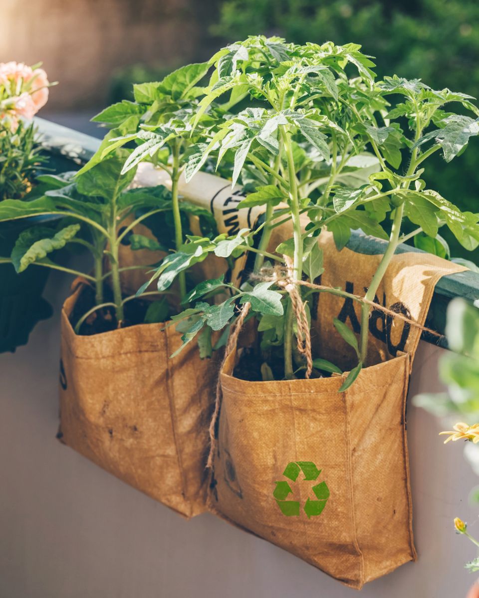 11 Best Vegetables To Grow In Grow Bags