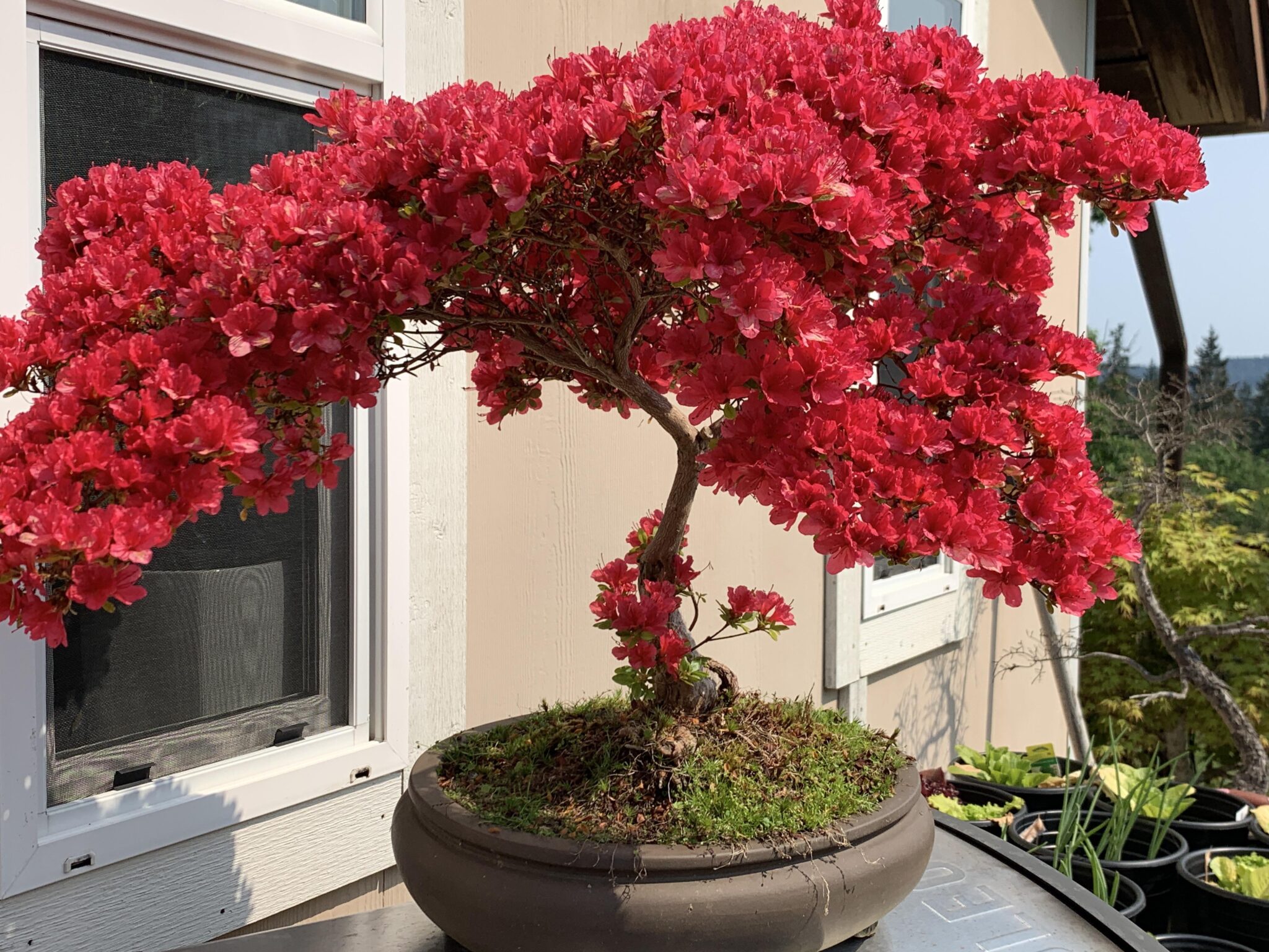 15 Best Shrubs For Planter Boxes