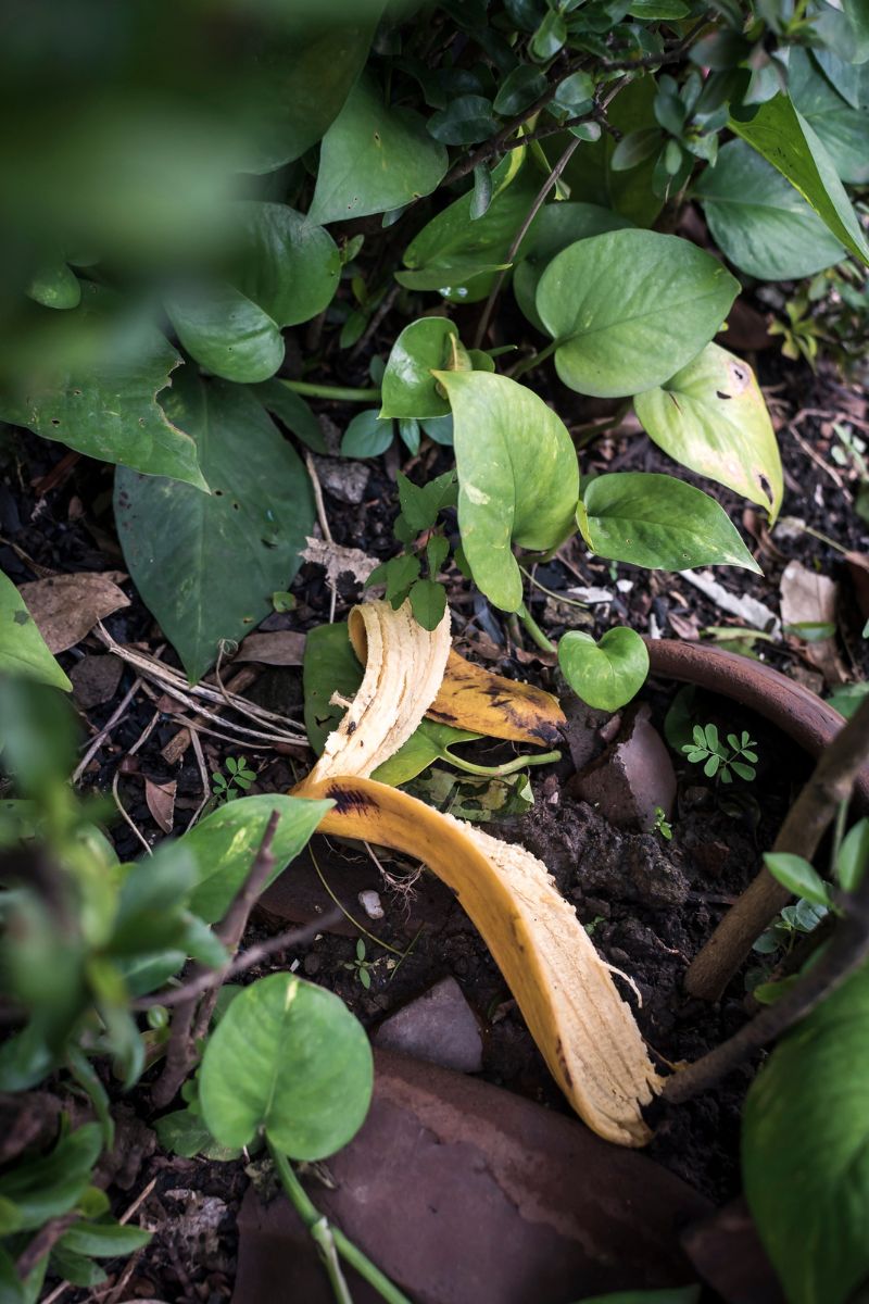 Place Banana Peels in Your Garden for This Amazing Effect