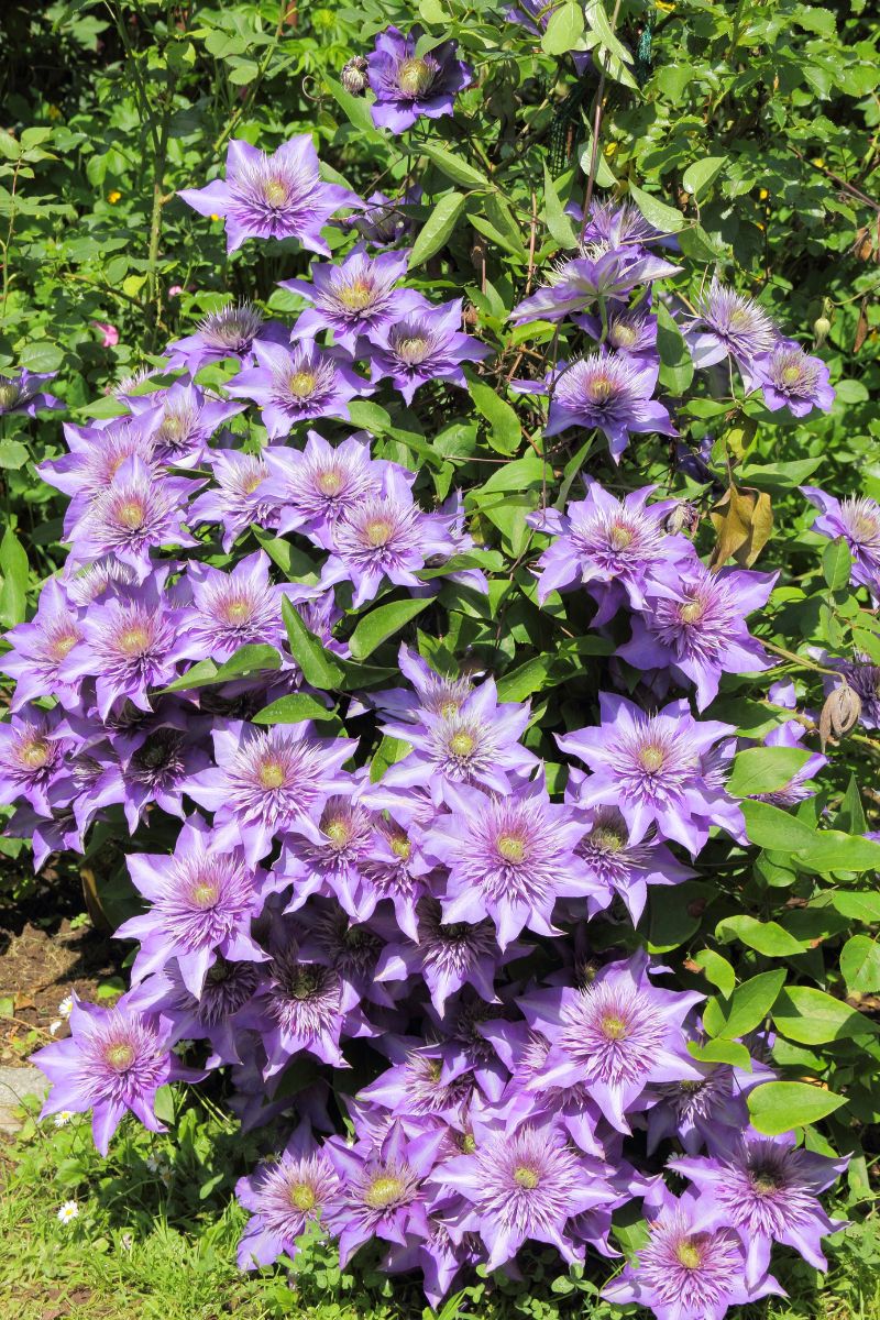 Here’s How And When To Prune Clematis To Get The Most Flowers