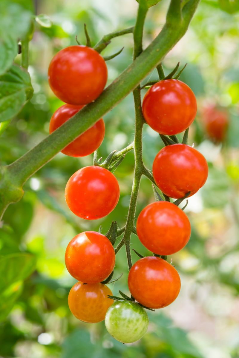 Choosing the Right Tomato Varieties for Maximum Flavor and Easiest Care