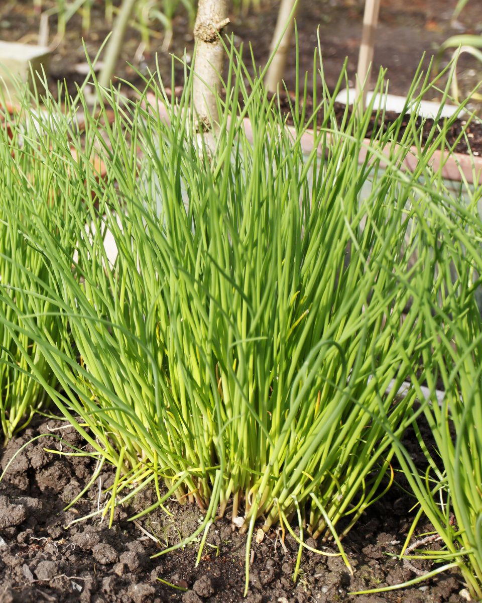 10 Best Companion Plants For Strawberries