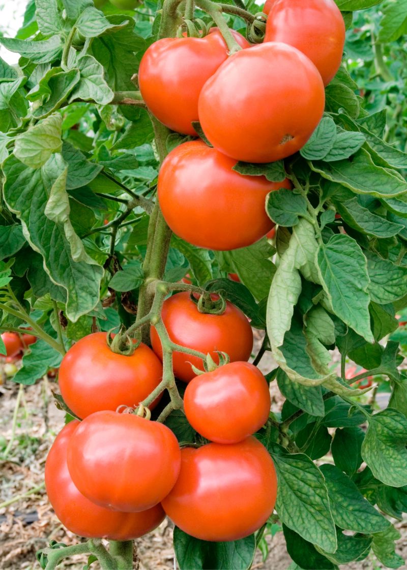 10 Easy Steps to Growing Delicious Tomatoes from Seeds to Harvest