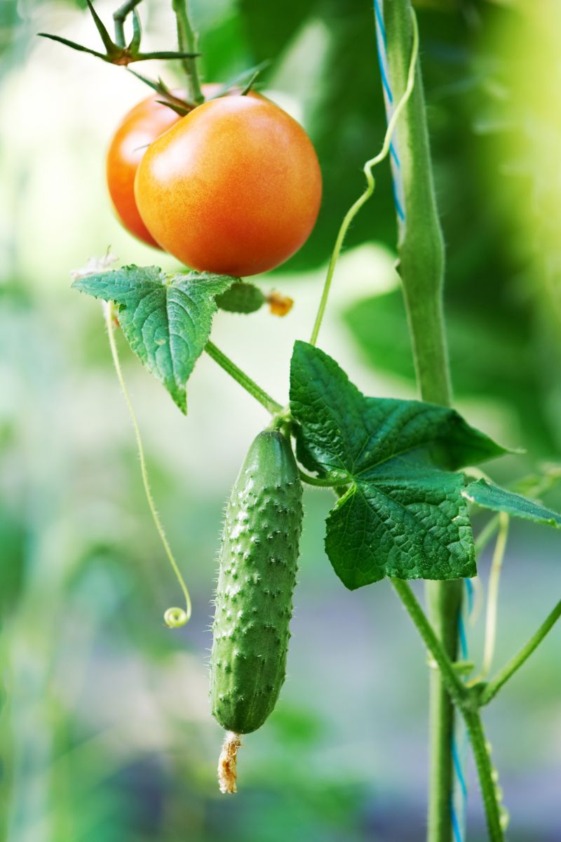 Grow Tomatoes And Cucumbers 8 Times Faster With This 1 Supplement