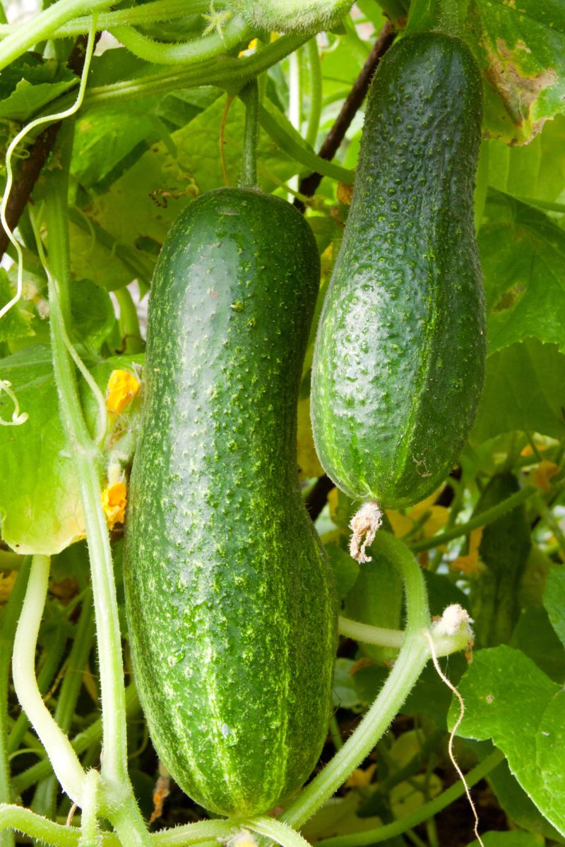 7 Companion Plants for Cucumbers to Maximize Your Harvest
