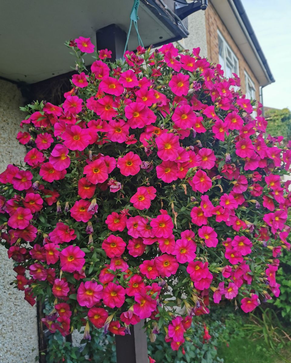 6 Common Causes for Your Hanging Flowers Not Blooming and How to Fix Them