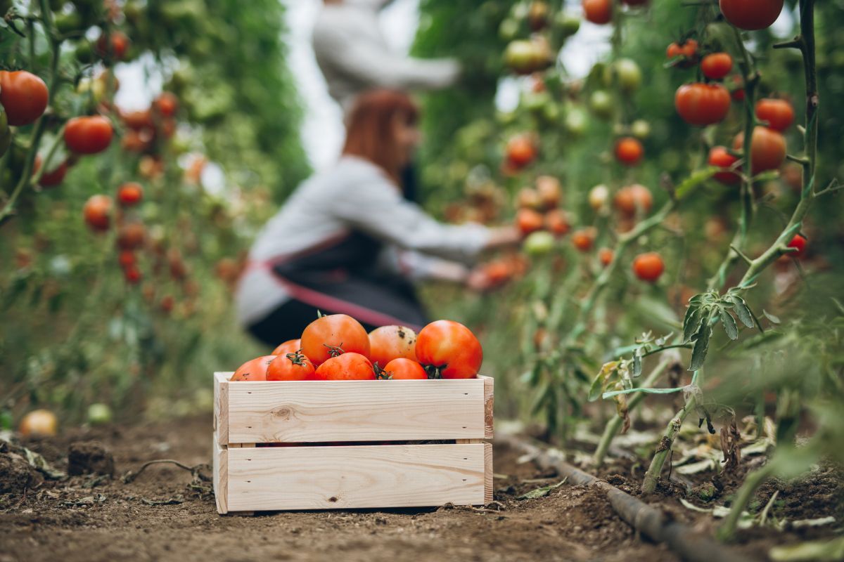 Are your tomatoes splitting? THIS is almost certainly way and how to ...