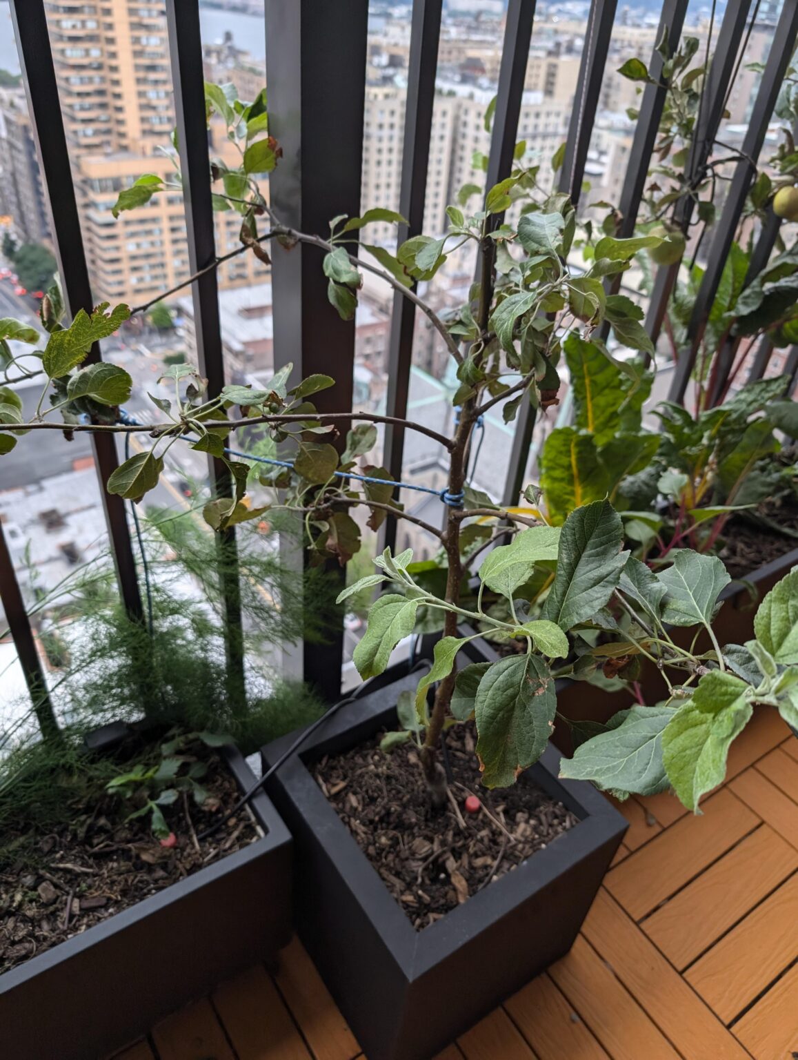 9 Beautiful Potted Trees Ideal for the Balcony