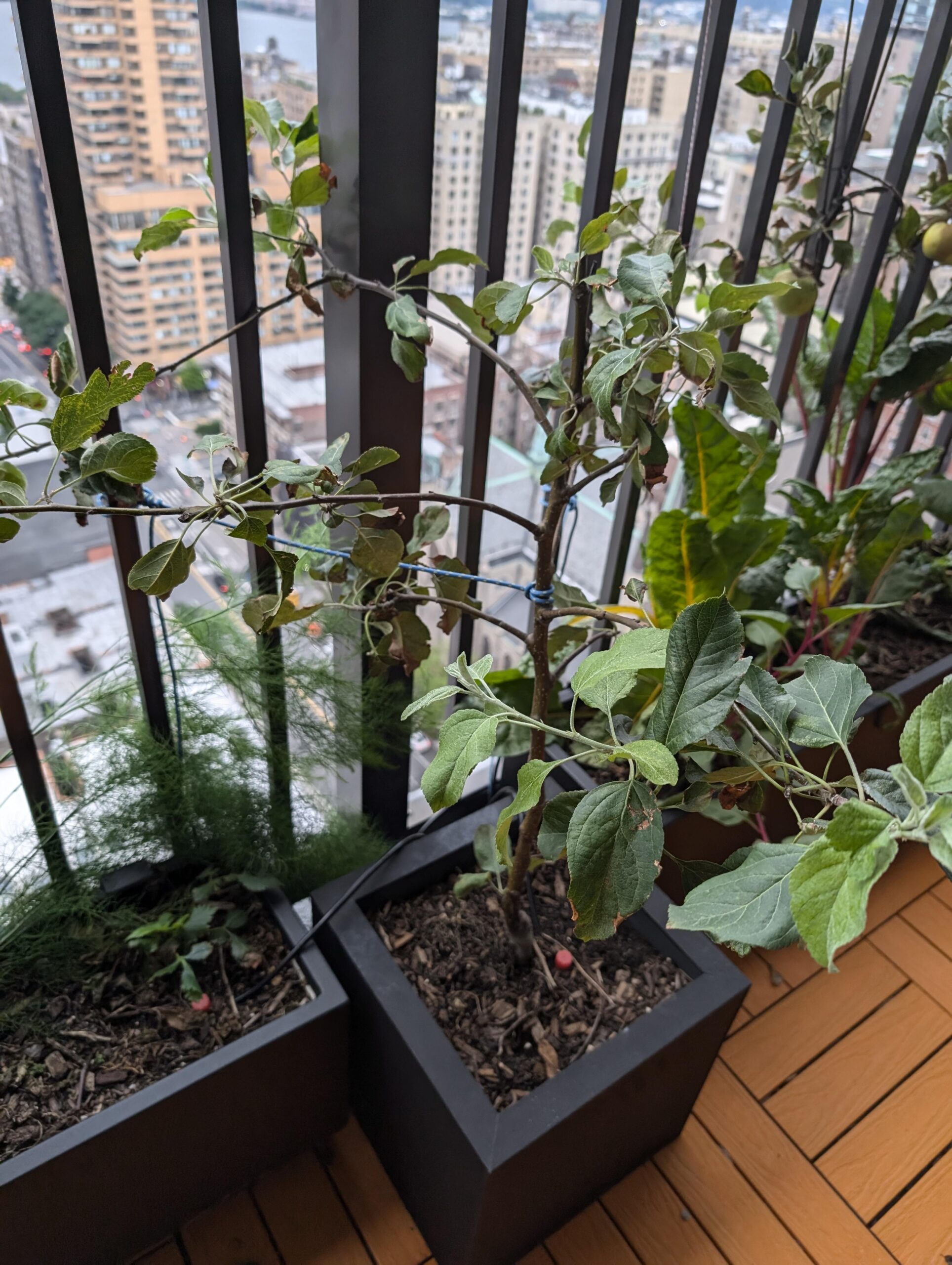 9 Beautiful Potted Trees Ideal for the Balcony