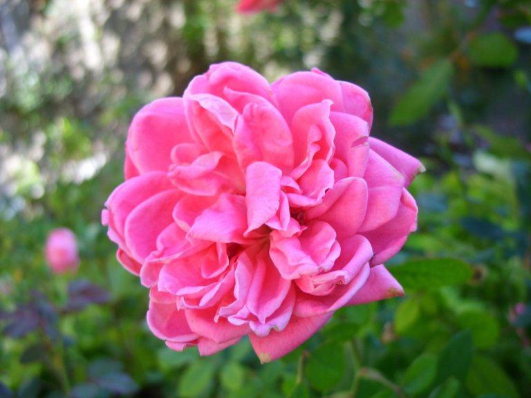 Foolproof Guide: Growing Knockout Roses From Cuttings with 7 Steps