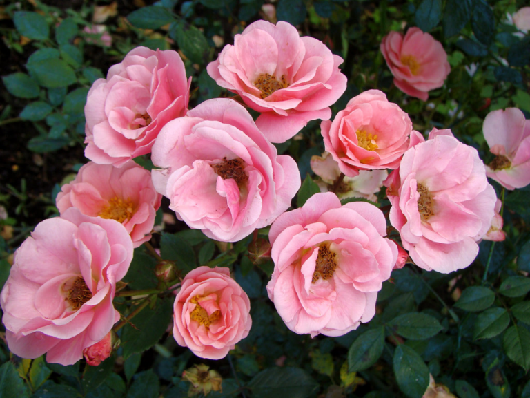 The 10 Most Beautiful Roses for Your Garden