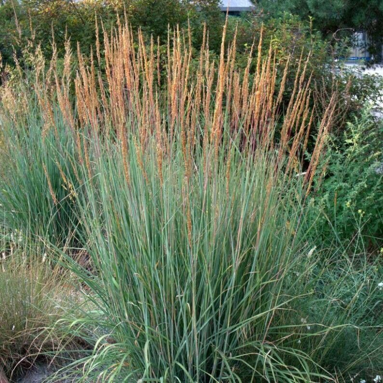 11 Best Ornamental Grasses For Pots