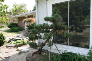 13 Space-Saving Trees Perfect for Small Front Yards