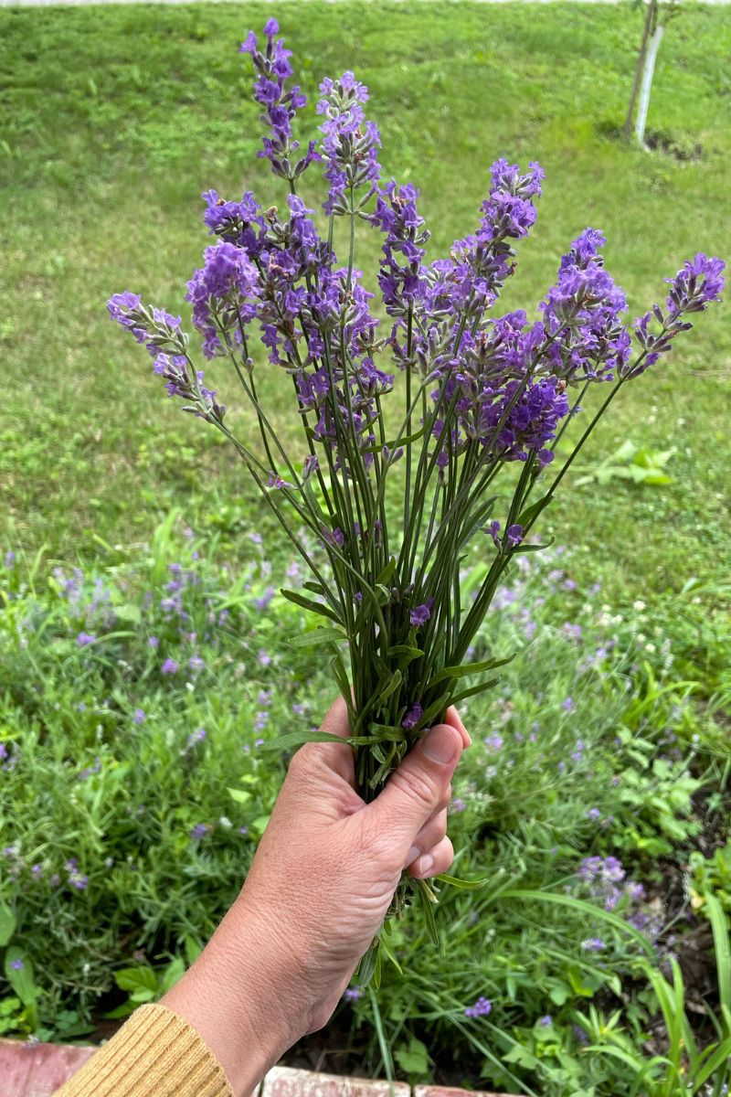 Pick some lavender flowers - we've got some absolutely stunning ways to ...