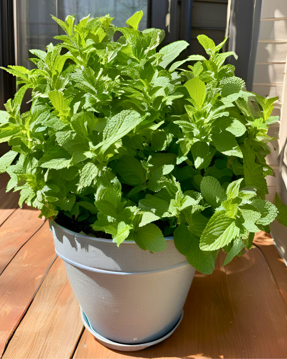 9 Easy-to-Make Mistakes to Avoid When Harvesting Mint