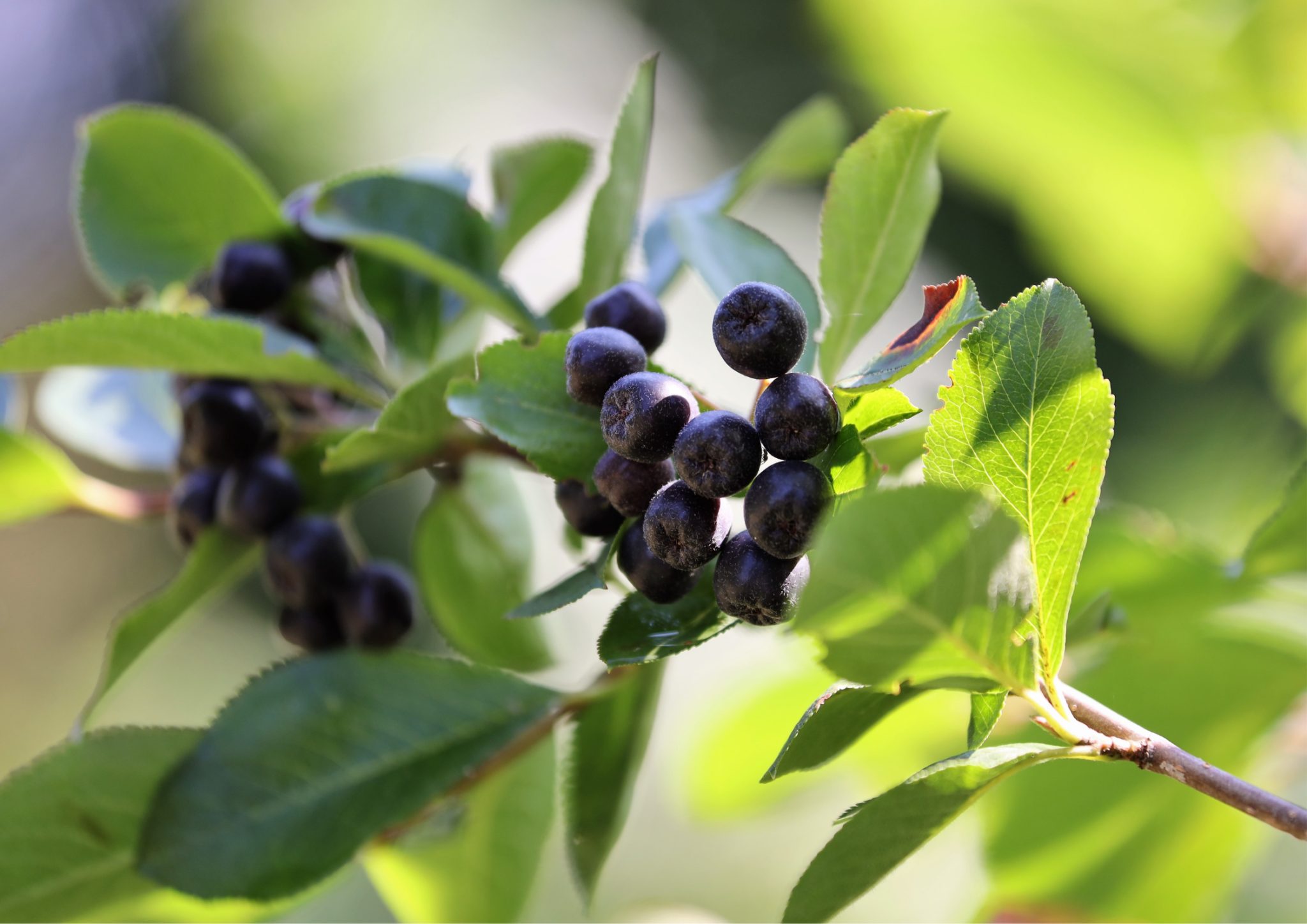 10 Brilliant Shrubs Perfect for Midwest Climate and Conditions