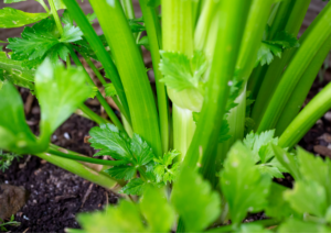 6 Tactics To Grow Celery From Stalk at Home