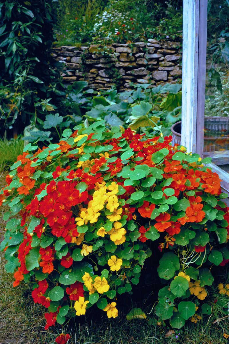 5 reasons to plant nasturtiums NOW