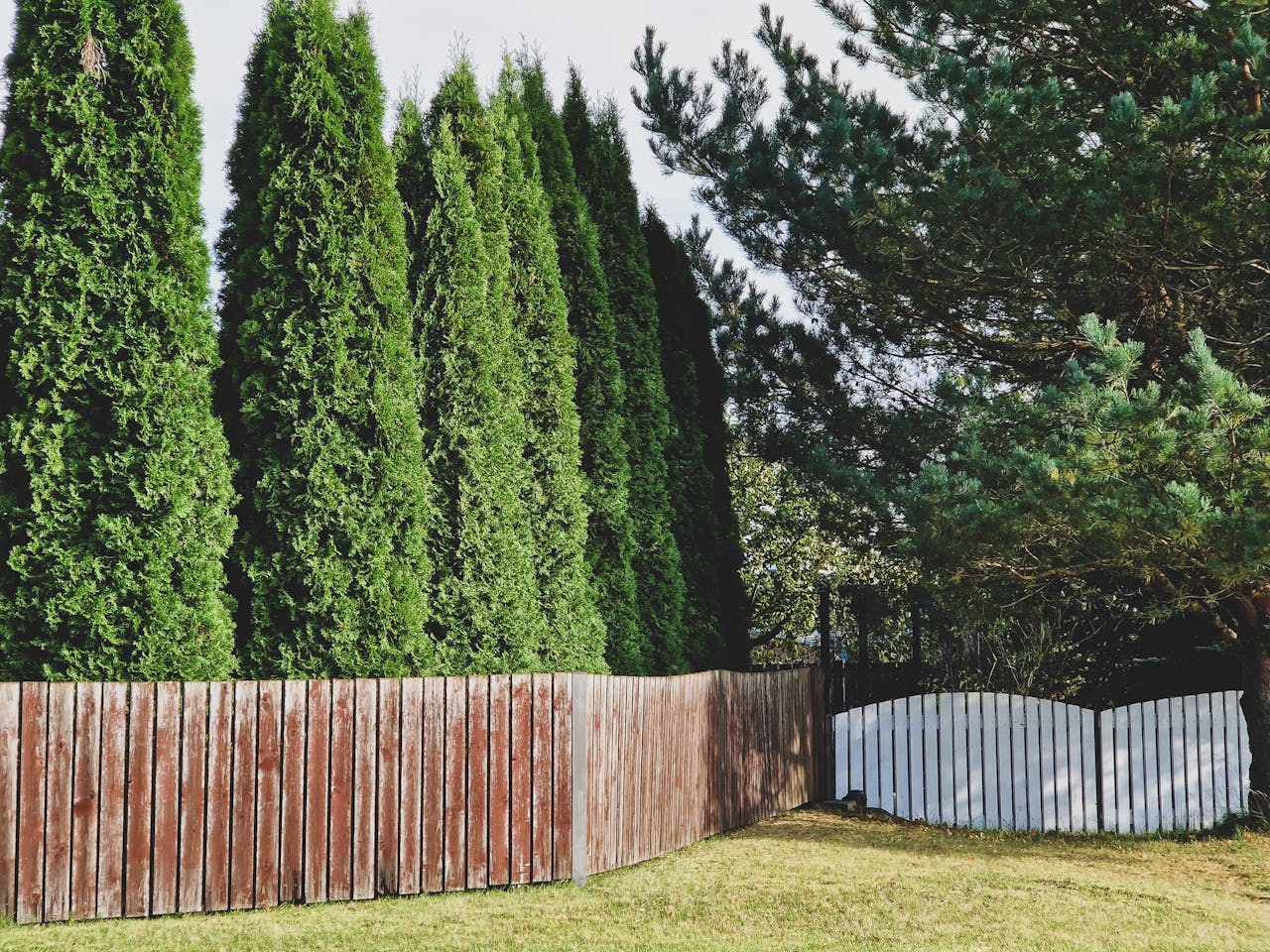 10 Fast-Growing Trees To Plant Along Fence