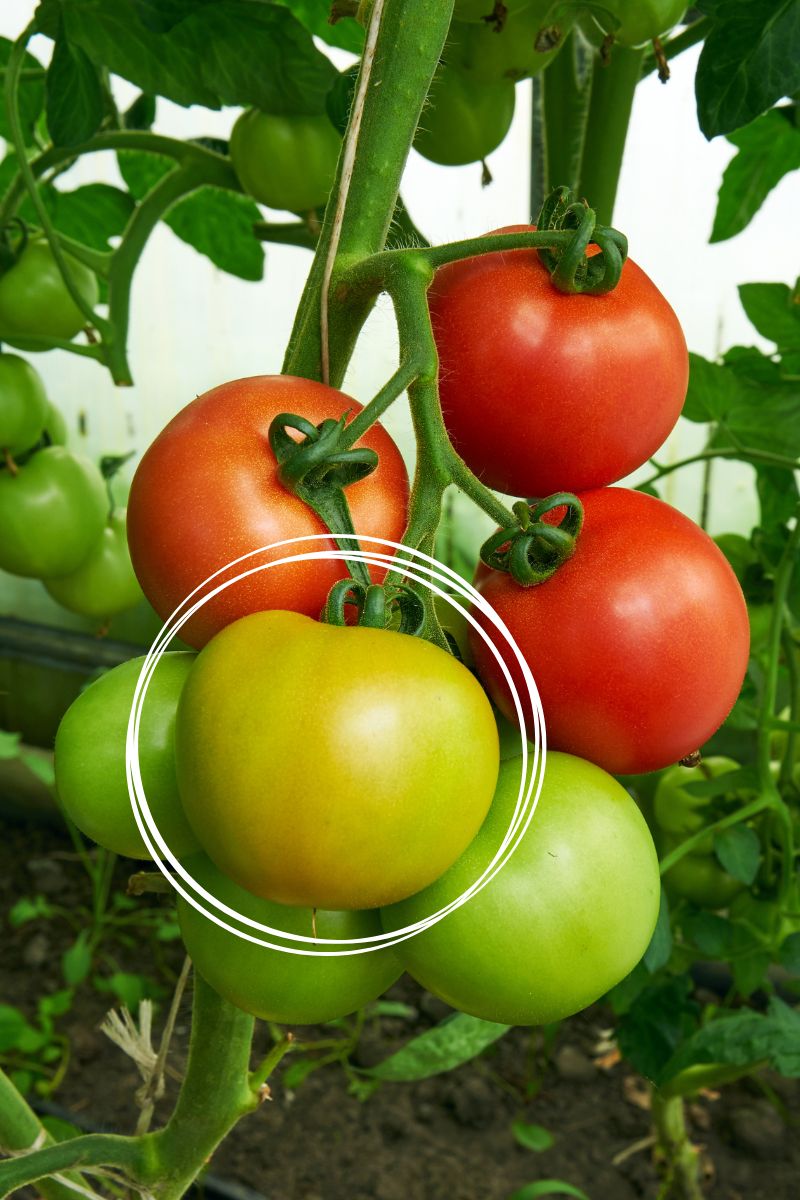 The Perfect Time to Pick Tomatoes Isn’t When You’d Expect