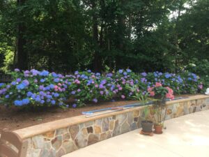 12 Best Shrubs For Around Pool
