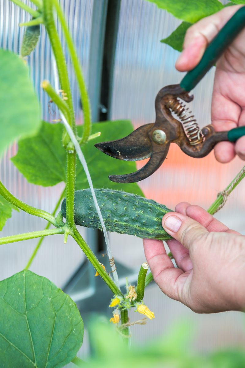 Here's When and How to Prune Cucumber Plants for Maximum Yield