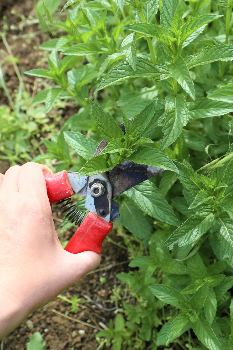 Here's When and How to Prune Mint for Maximum Yield