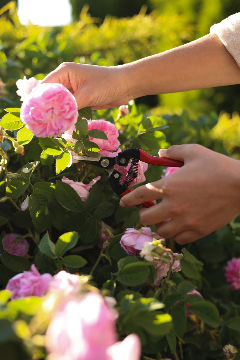 Here's When and How to Prune Your Roses to Get the Most Blossoms