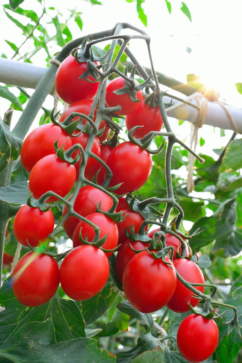 These 5 Home Remedies are a Gardener's Cheat Code for Rich, Red Tomatoes