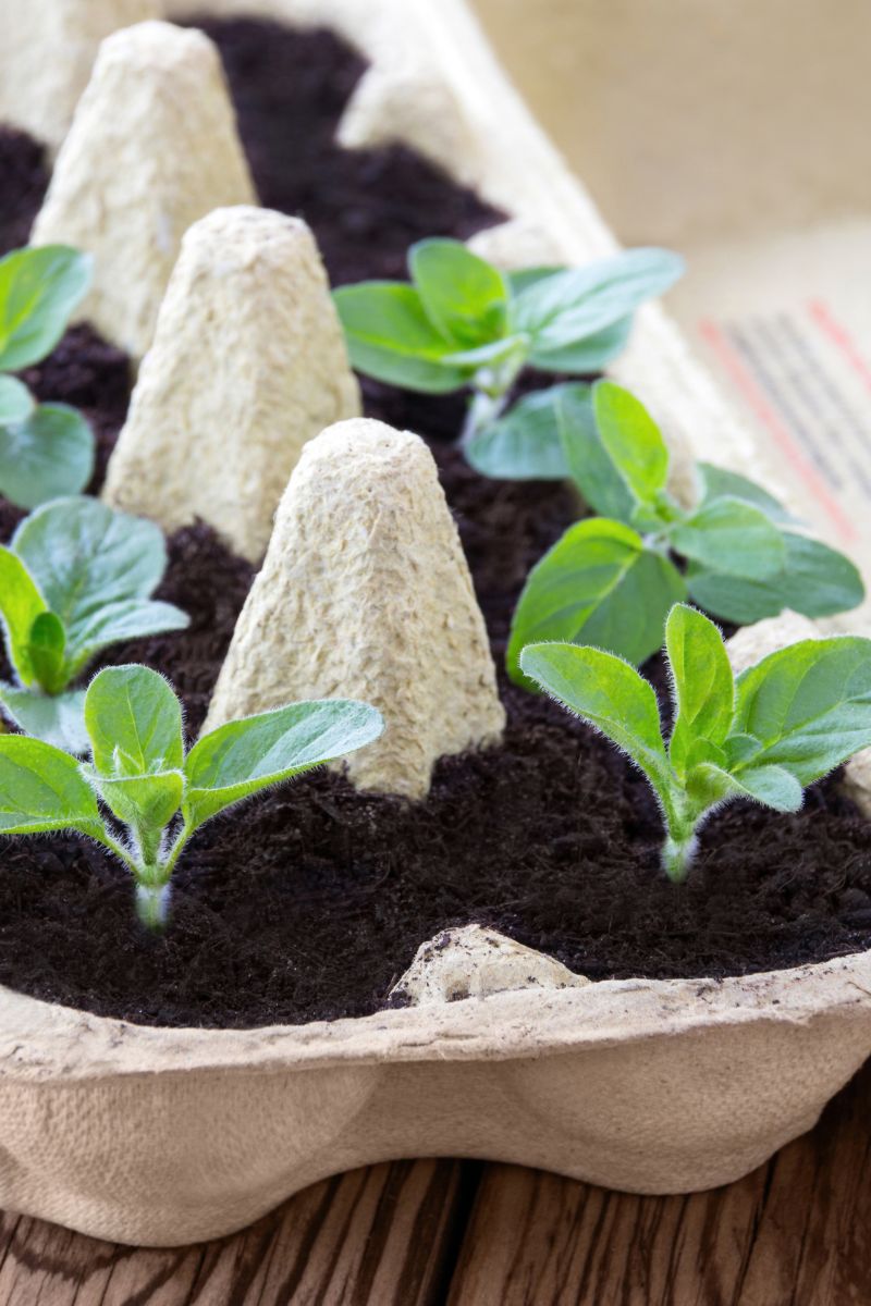 5 Ways to Start Seeds in the Garden with Minimal Effort