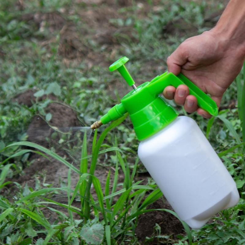 Vinegar is a Gardener's Cheat Code for Weed Control. Here's Why