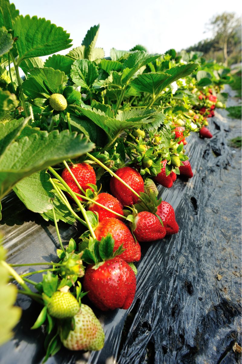 Stop Buying Strawberries. Use These 5 Tactics For a Bountiful ...