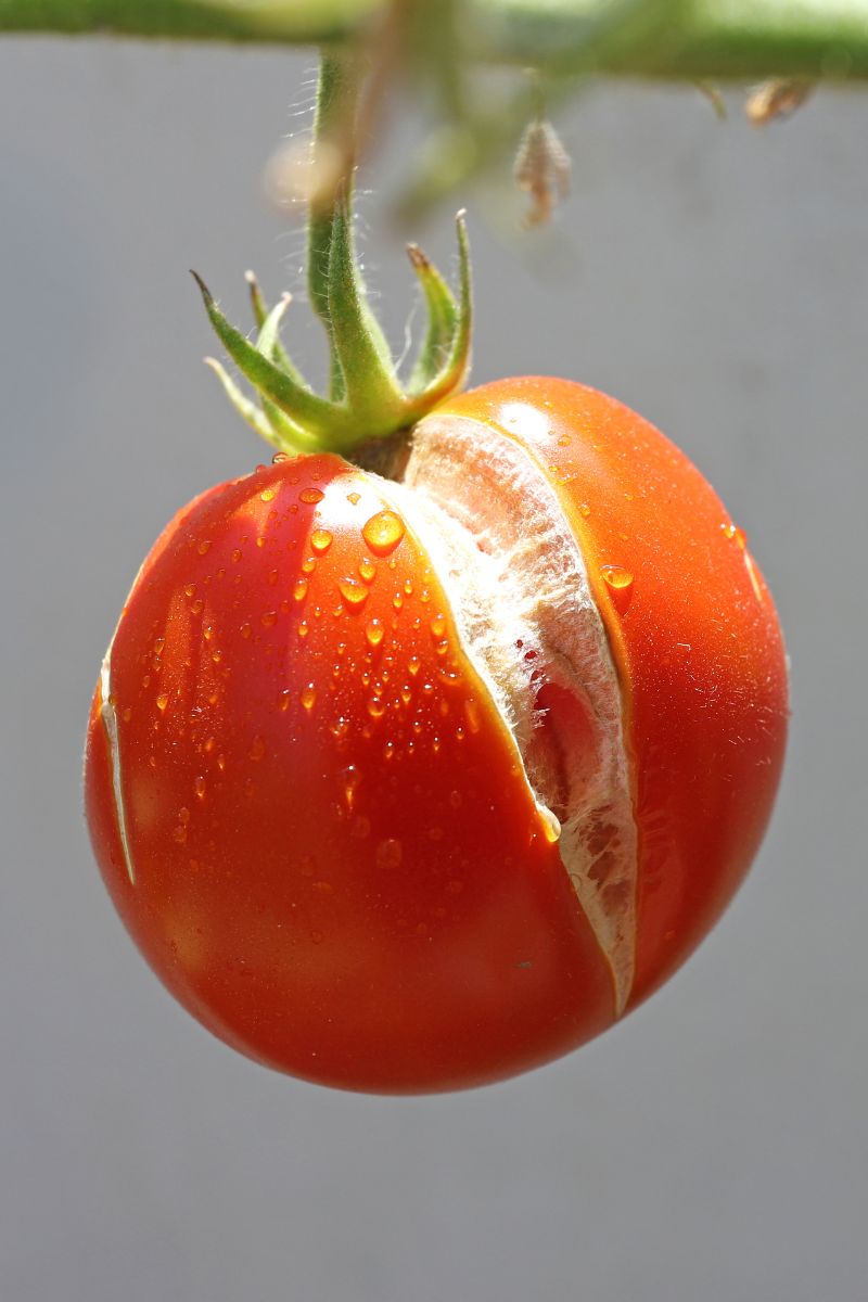 Are your tomatoes splitting? THIS is almost certainly way and how to ...